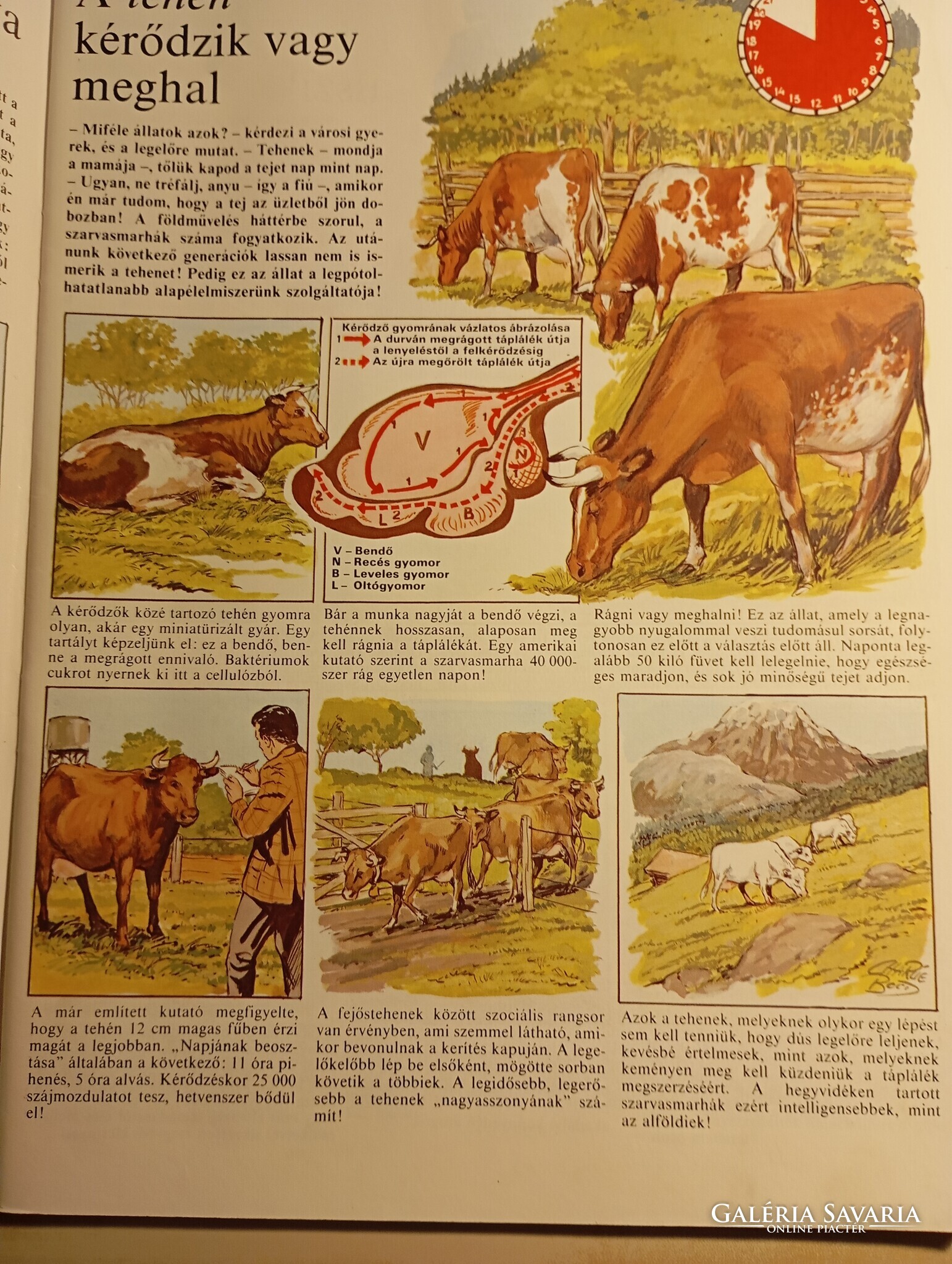 Charlie Bood A természet csodái 4 - Könyv | Galéria Savaria online ...