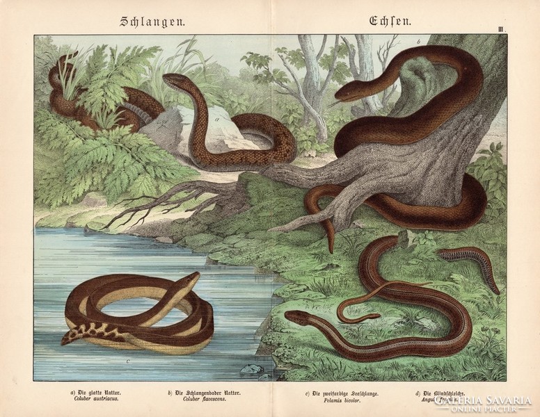 Bogyós gyümölcsök, litográfia 1892, színes nyomat, német nyelvű ...