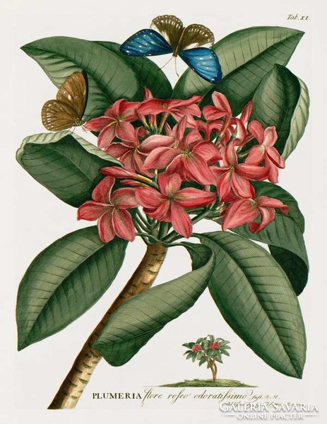 Antik grafika körte szitakötő béka jácint virág gyümölcs rajz botanikai ...