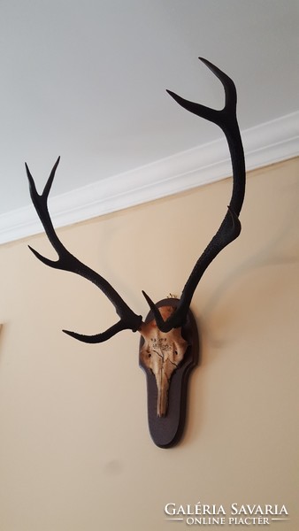 Eladó agancs | Galéria Savaria online piactér - Vásároljon vagy ...