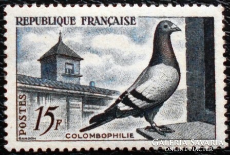 Eladó postagalamb | Galéria Savaria online piactér - Vásároljon vagy ...