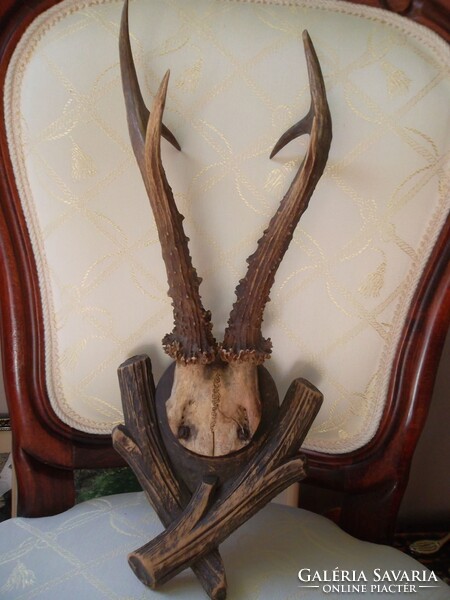 Eladó agancs | Galéria Savaria online piactér - Vásároljon vagy ...