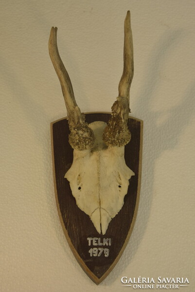 Eladó agancs | Galéria Savaria online piactér - Vásároljon vagy ...