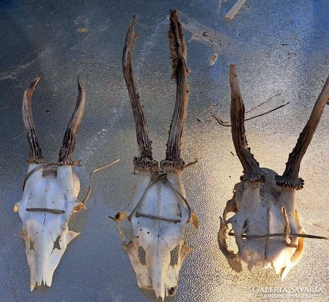 Eladó agancs | Galéria Savaria online piactér - Vásároljon vagy ...